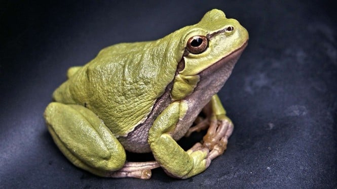 Mengenal Metamorfosis Sempurna Pada Katak