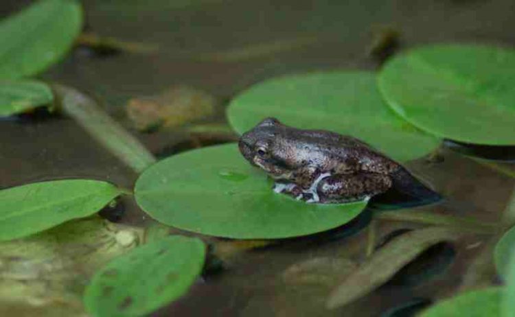 Mengenal Metamorfosis Sempurna Pada Katak