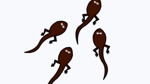 Mengenal Metamorfosis Sempurna Pada Katak